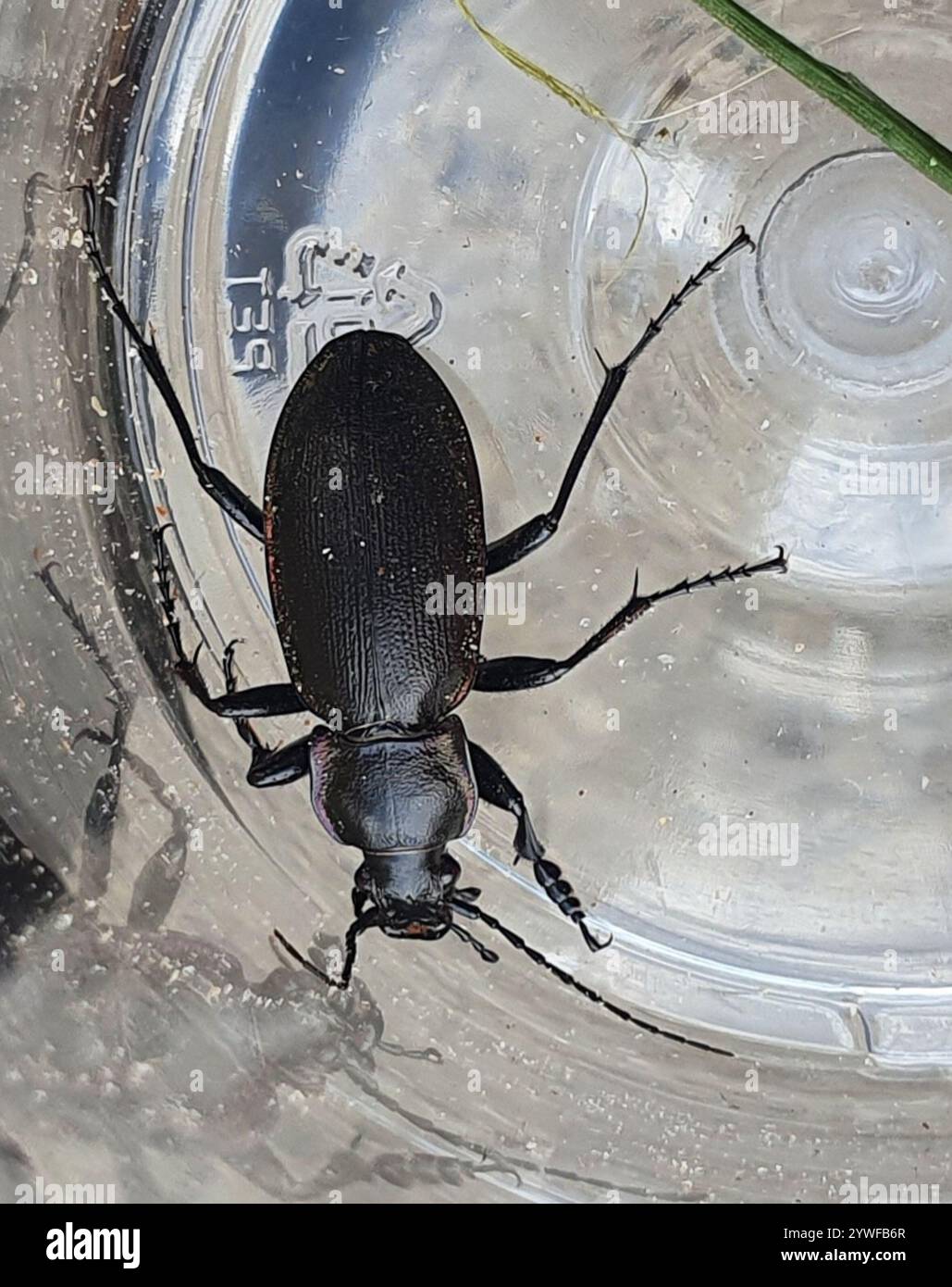 Violet ground beetle (Carabus violaceus Stock Photo - Alamy