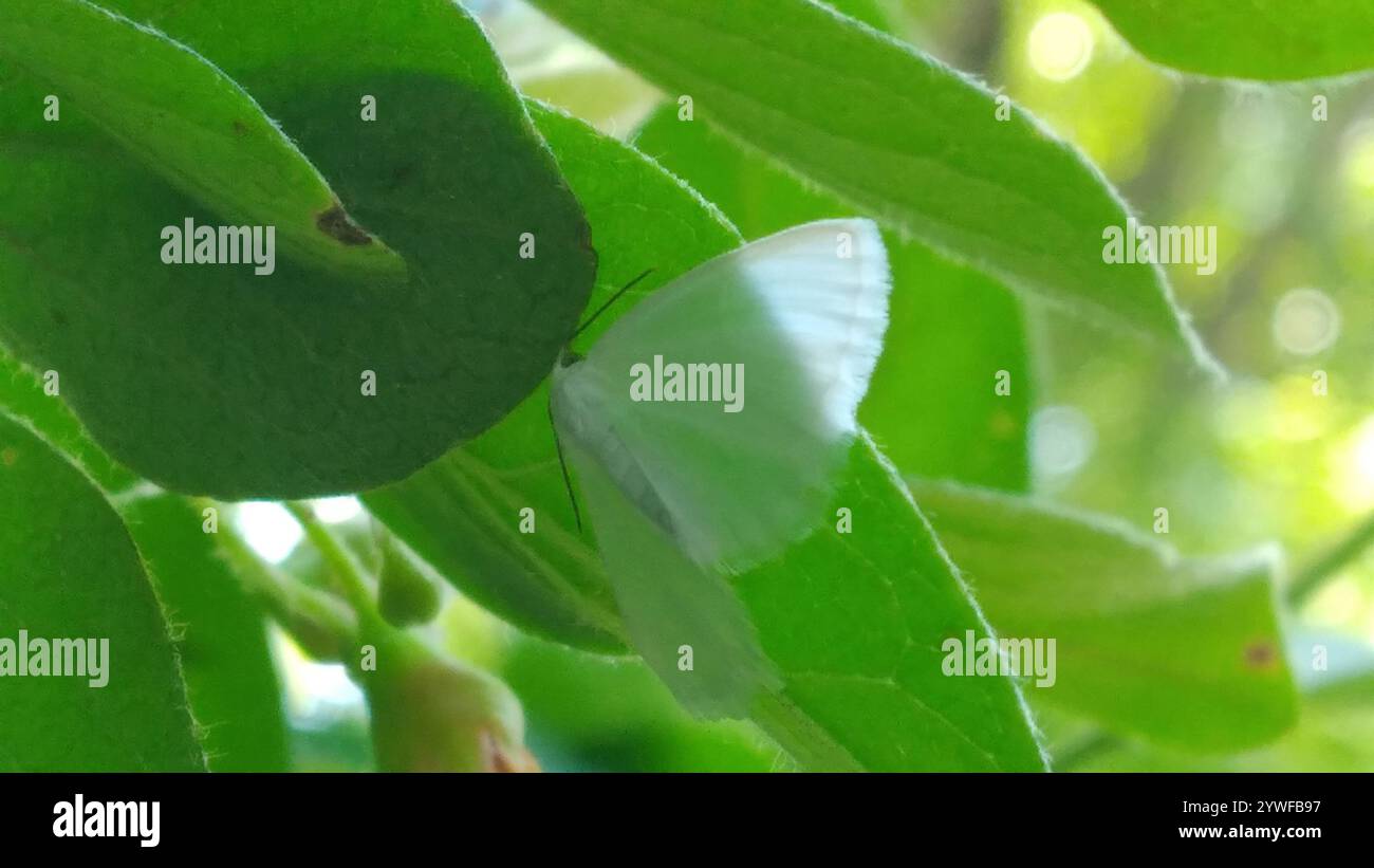 White Spring Moth (Lomographa vestaliata Stock Photo - Alamy