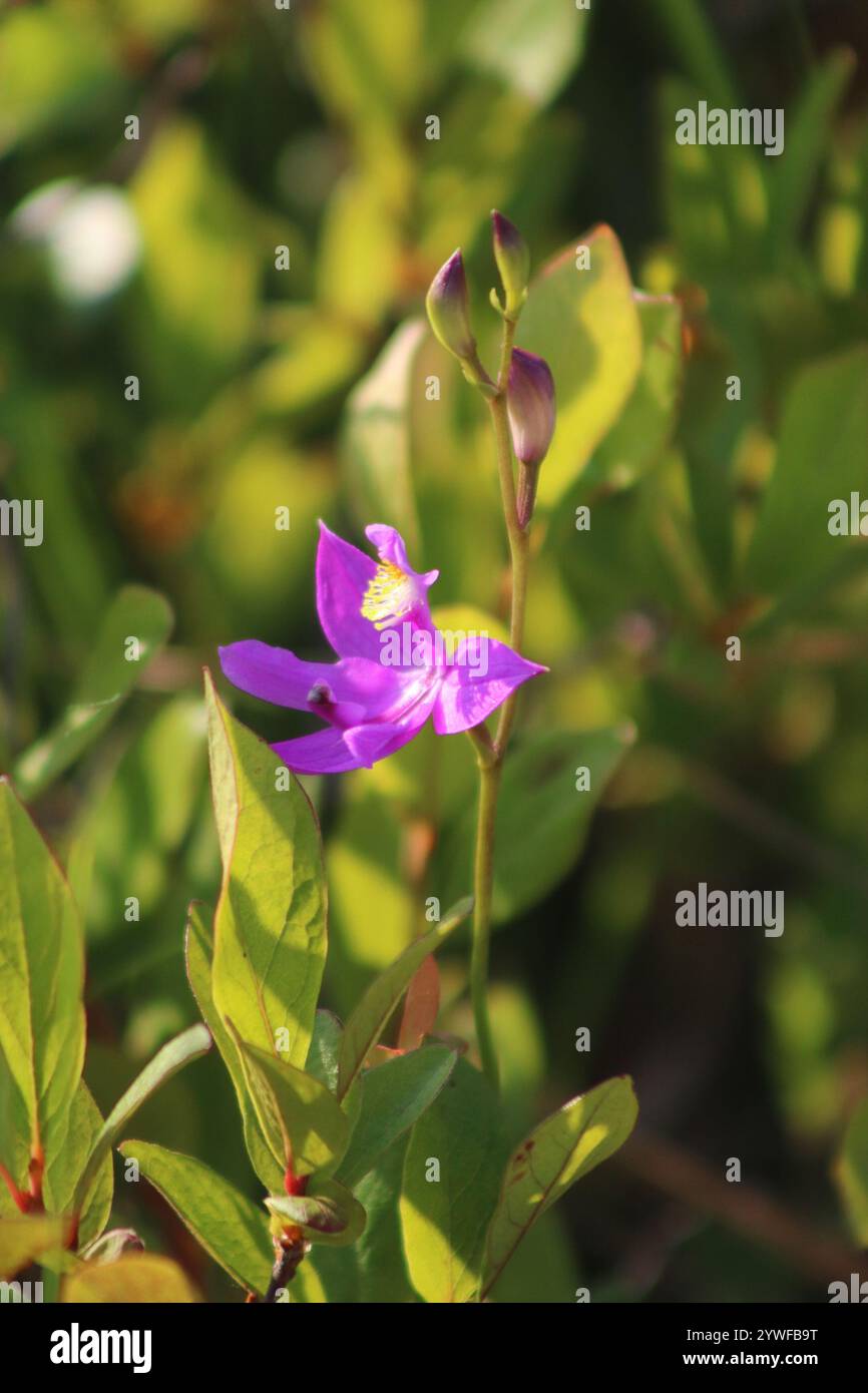 Tuberous Grasspink (Calopogon tuberosus Stock Photo - Alamy