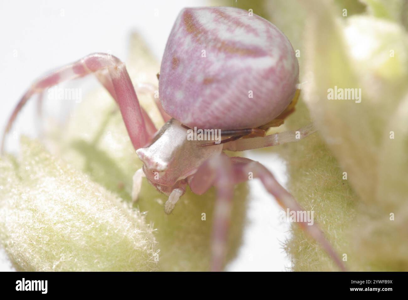 Pink Crab Spider (Thomisus onustus Stock Photo - Alamy
