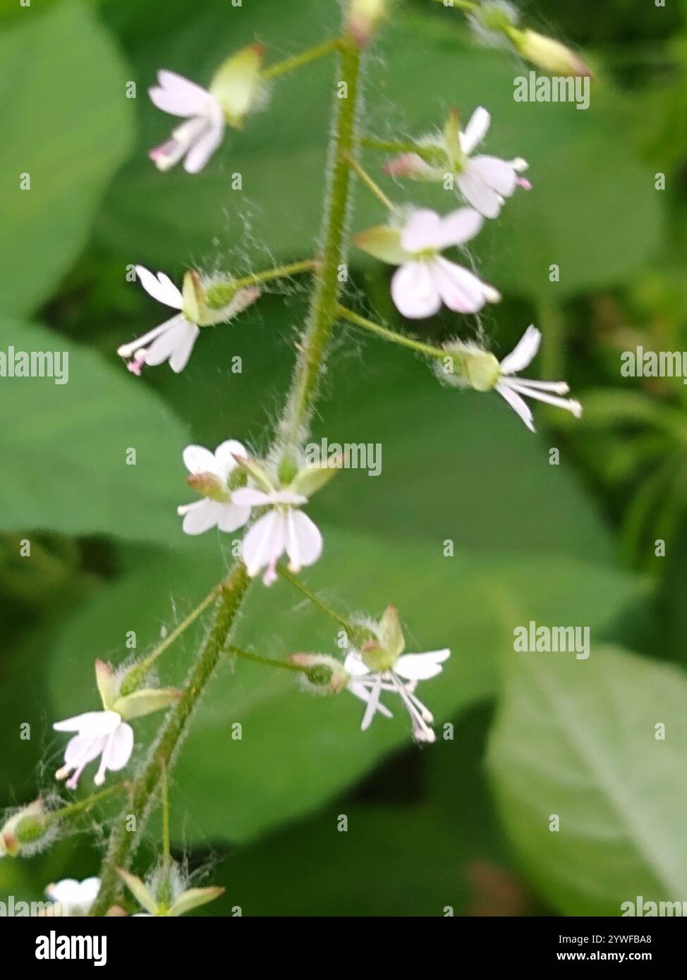 enchanter's-nightshade (Circaea lutetiana Stock Photo - Alamy