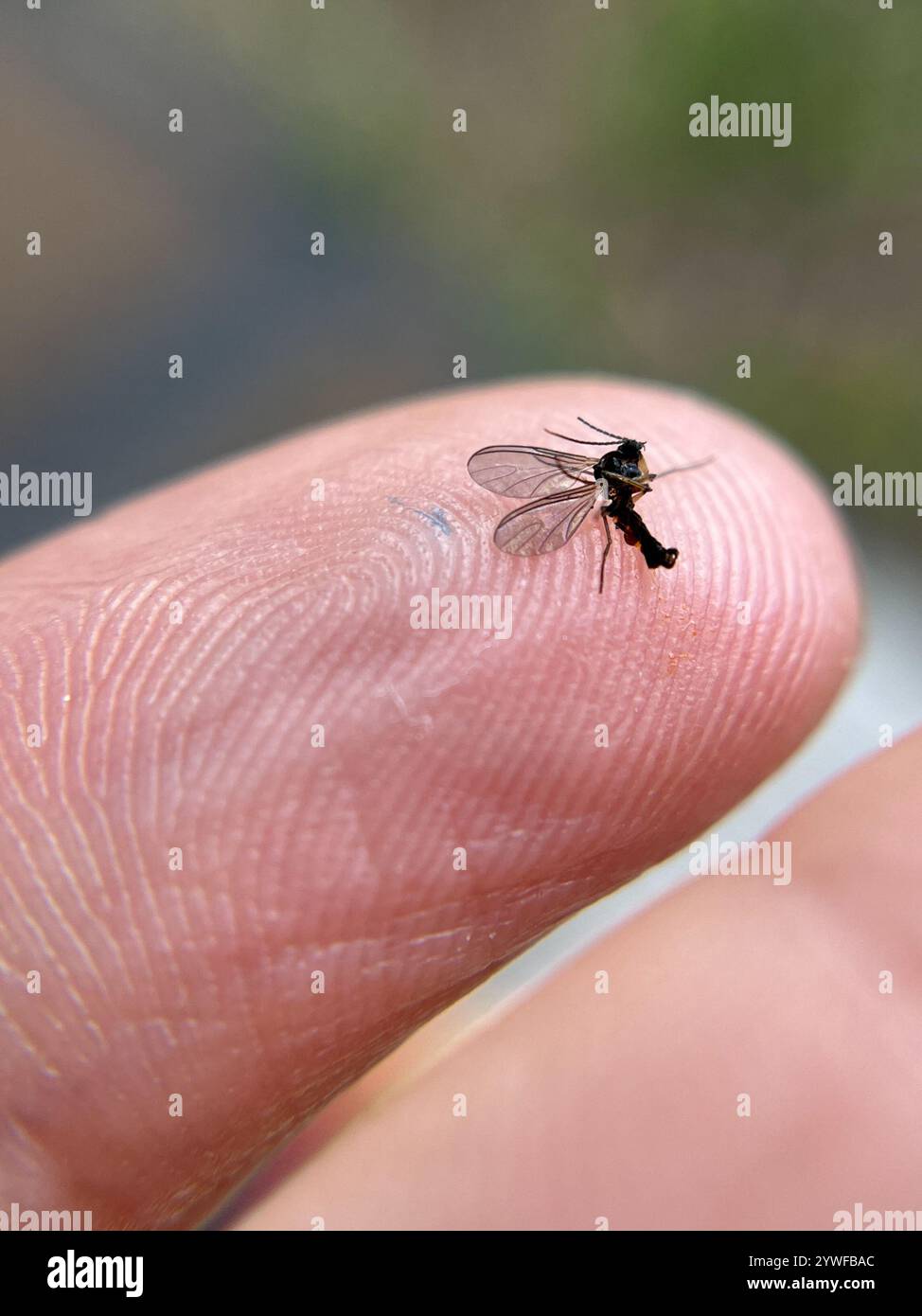 Dark-winged Fungus Gnats (Sciaridae Stock Photo - Alamy