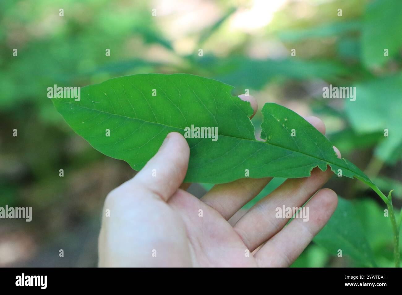 Osoberry (Oemleria cerasiformis Stock Photo - Alamy