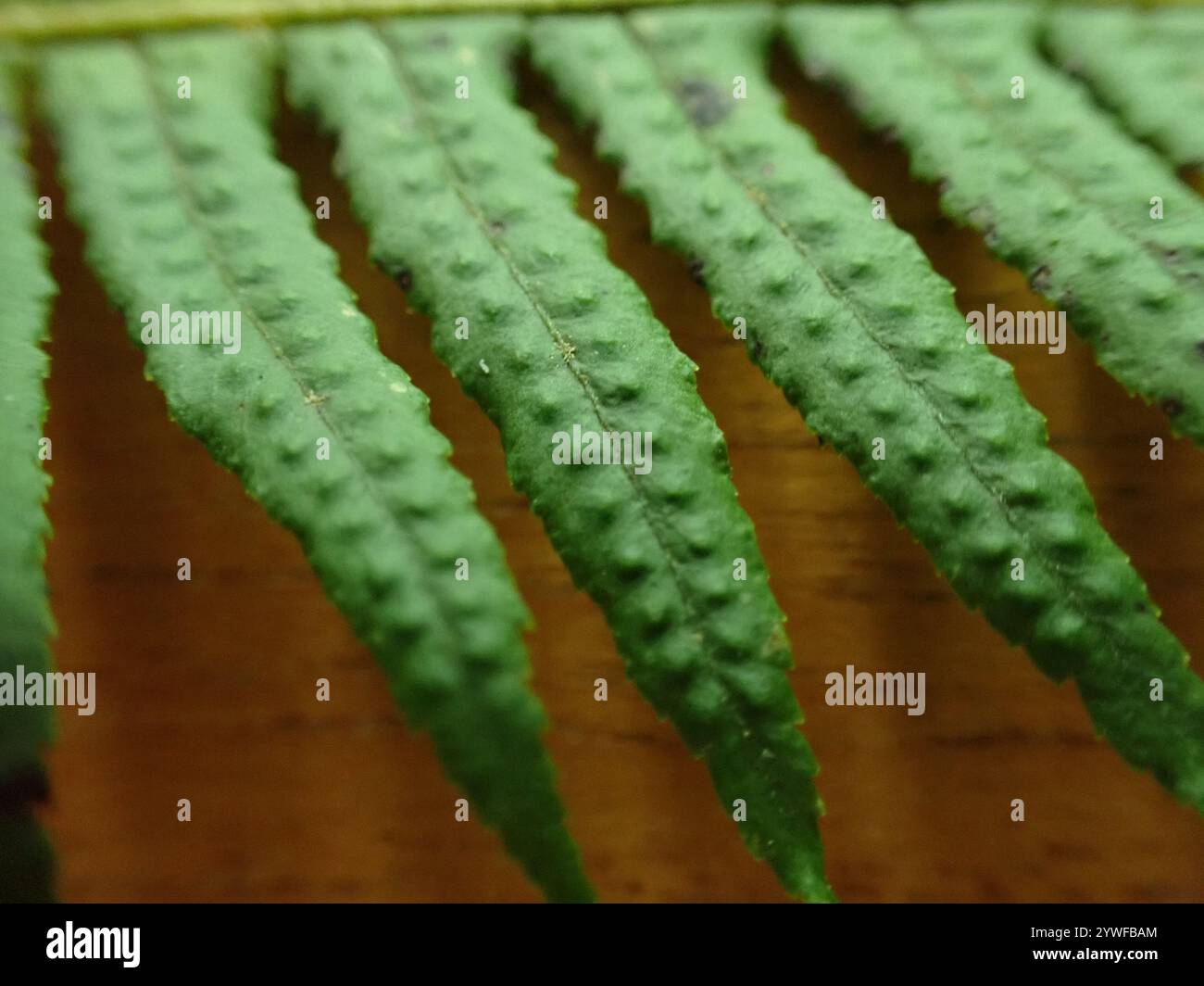 licorice fern (Polypodium glycyrrhiza Stock Photo - Alamy