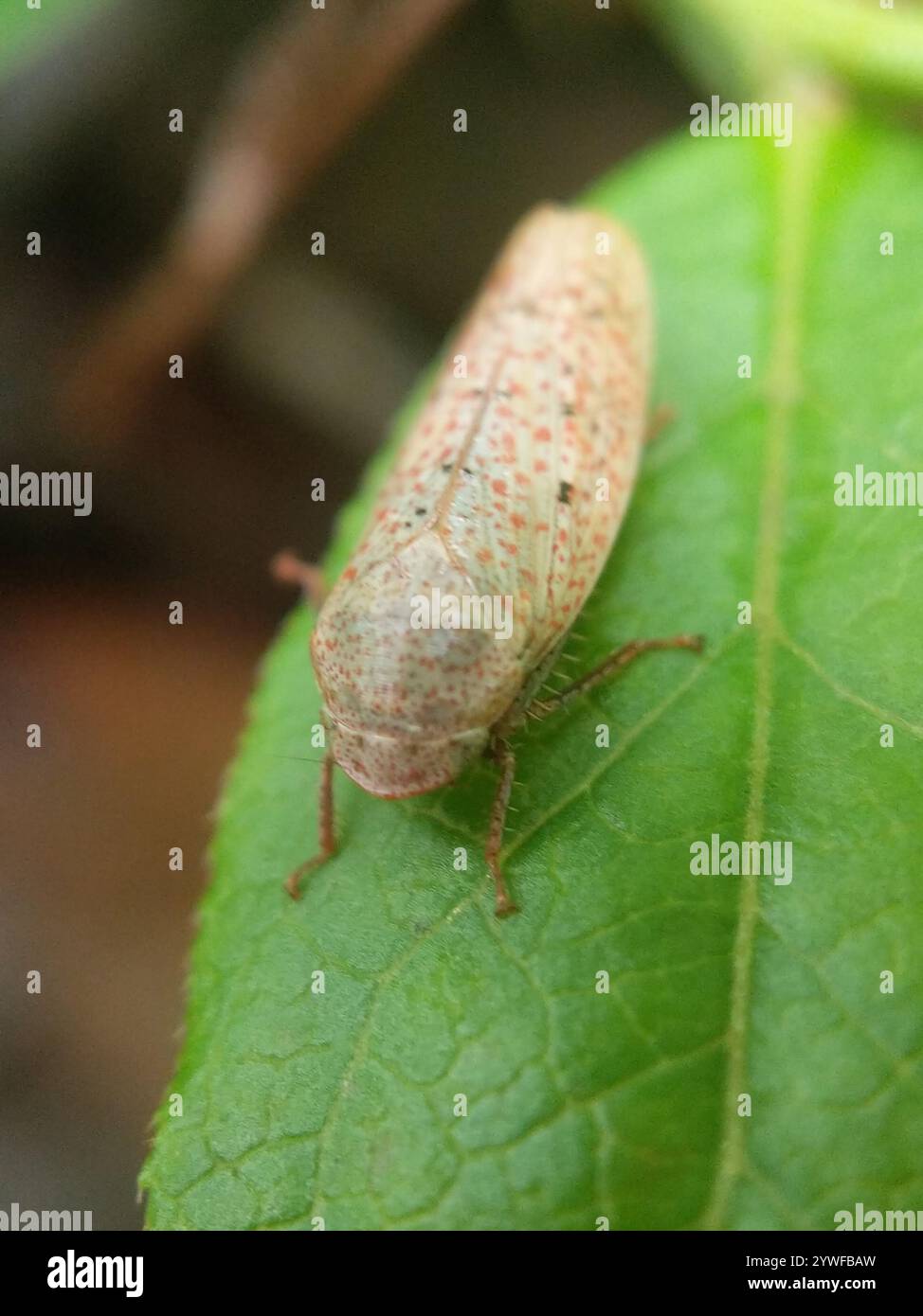 Scarlatina hi-res stock photography and images - Alamy