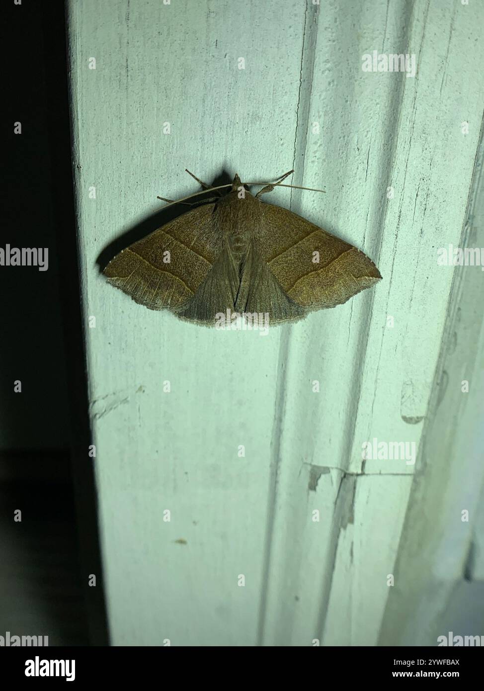Maple Looper Moth (Parallelia bistriaris Stock Photo - Alamy