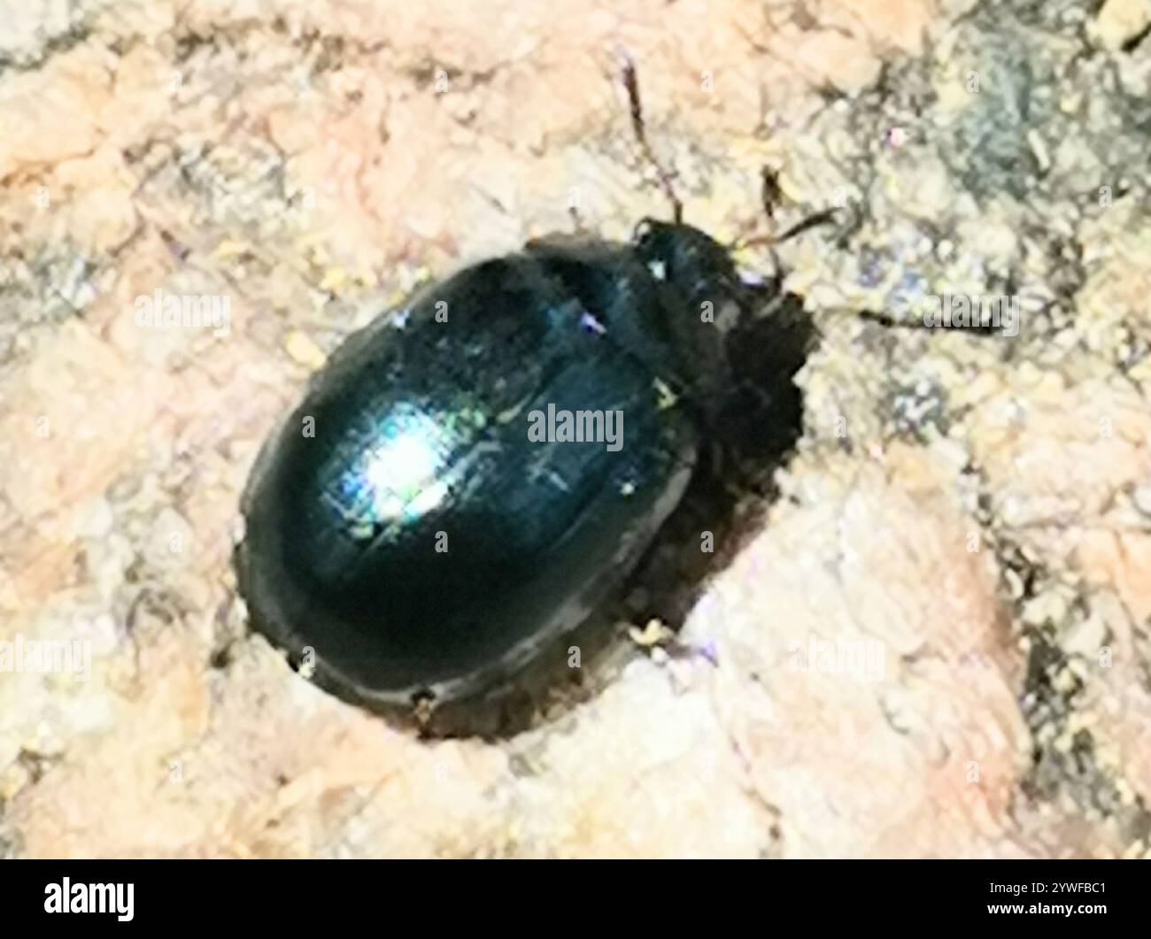 Willow Leaf Beetle (Plagiodera versicolora Stock Photo - Alamy