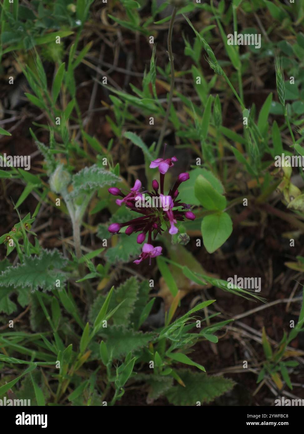 Horn-of-plenty (Fedia cornucopiae Stock Photo - Alamy