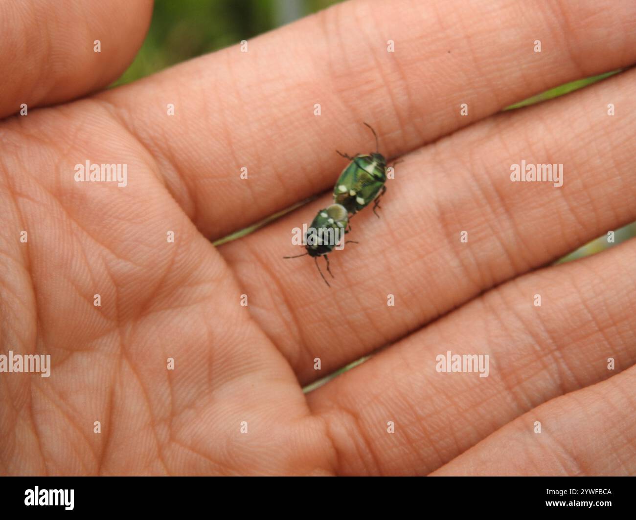 Cabbage Bug (Eurydema oleracea Stock Photo - Alamy