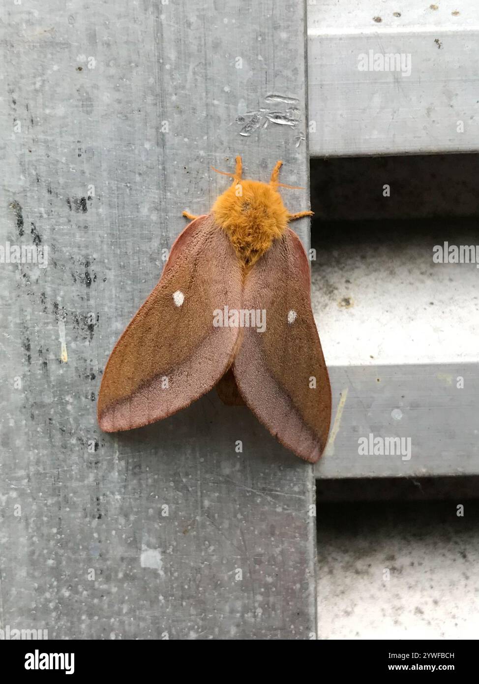 Pink-striped Oakworm Moth (Anisota virginiensis Stock Photo - Alamy