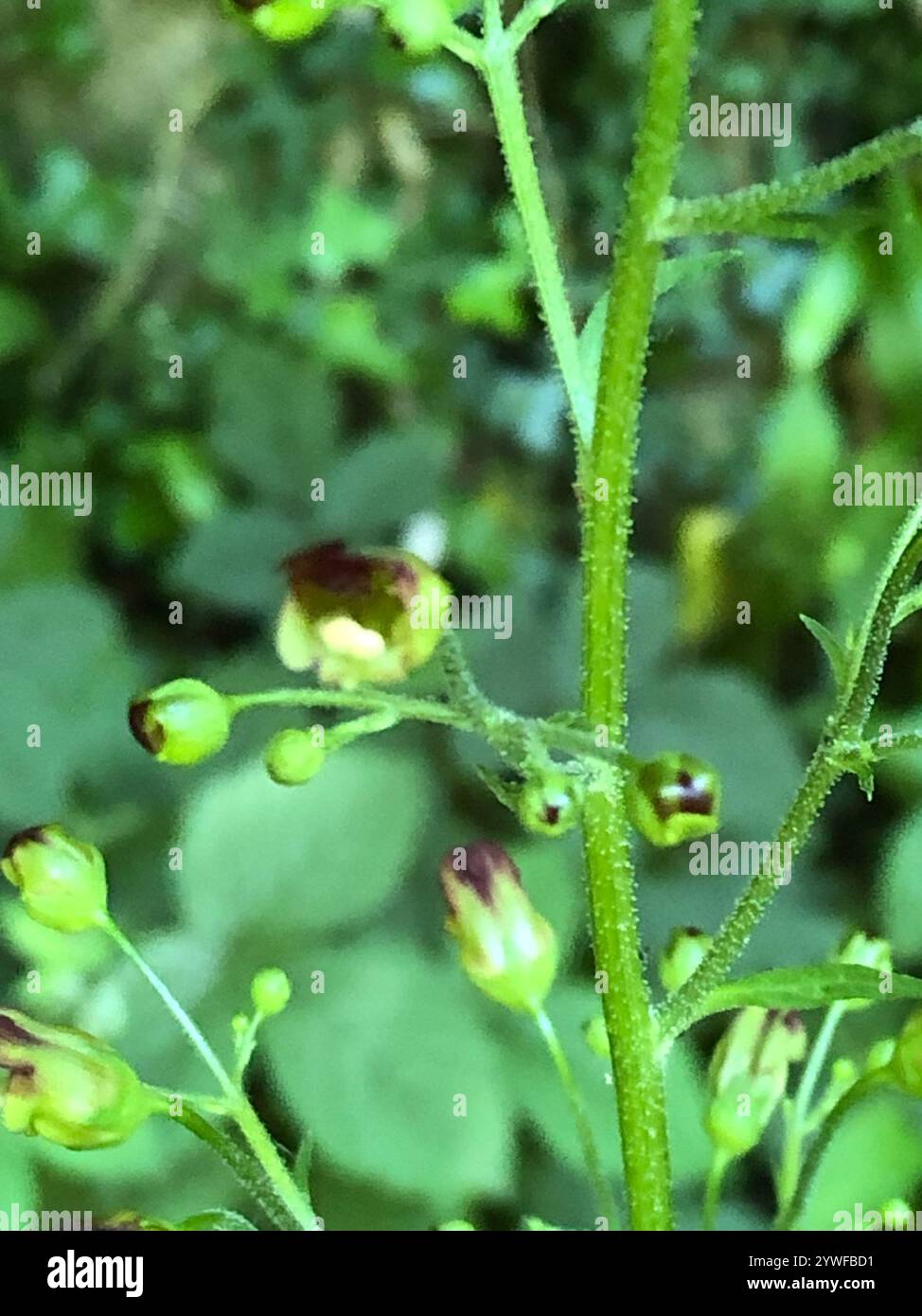Common Figwort (Scrophularia nodosa Stock Photo - Alamy