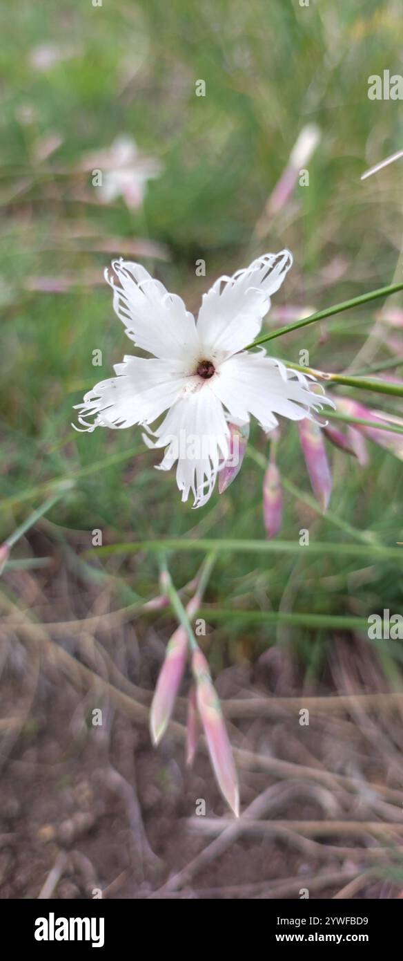 Dianthus acicularis hi-res stock photography and images - Alamy