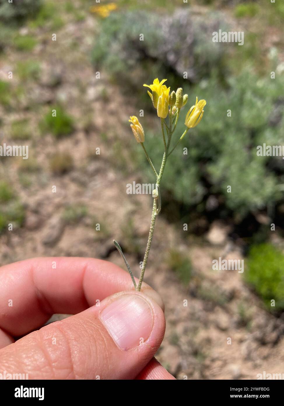 silver bladderpod (Physaria ludoviciana Stock Photo - Alamy