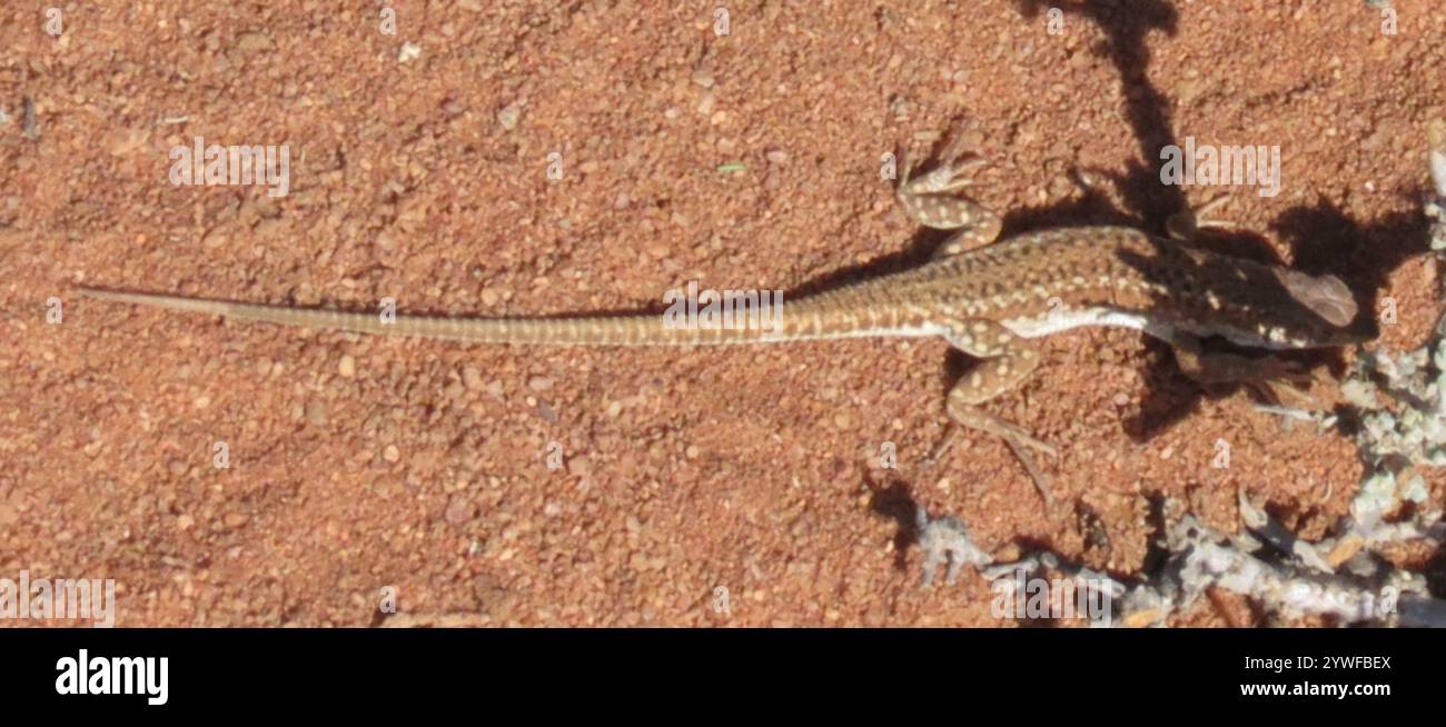 Spotted Desert Lizard (Meroles suborbitalis Stock Photo - Alamy