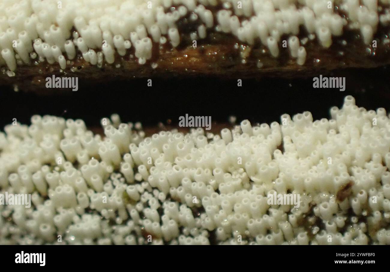 Henningsomyces hi-res stock photography and images - Alamy