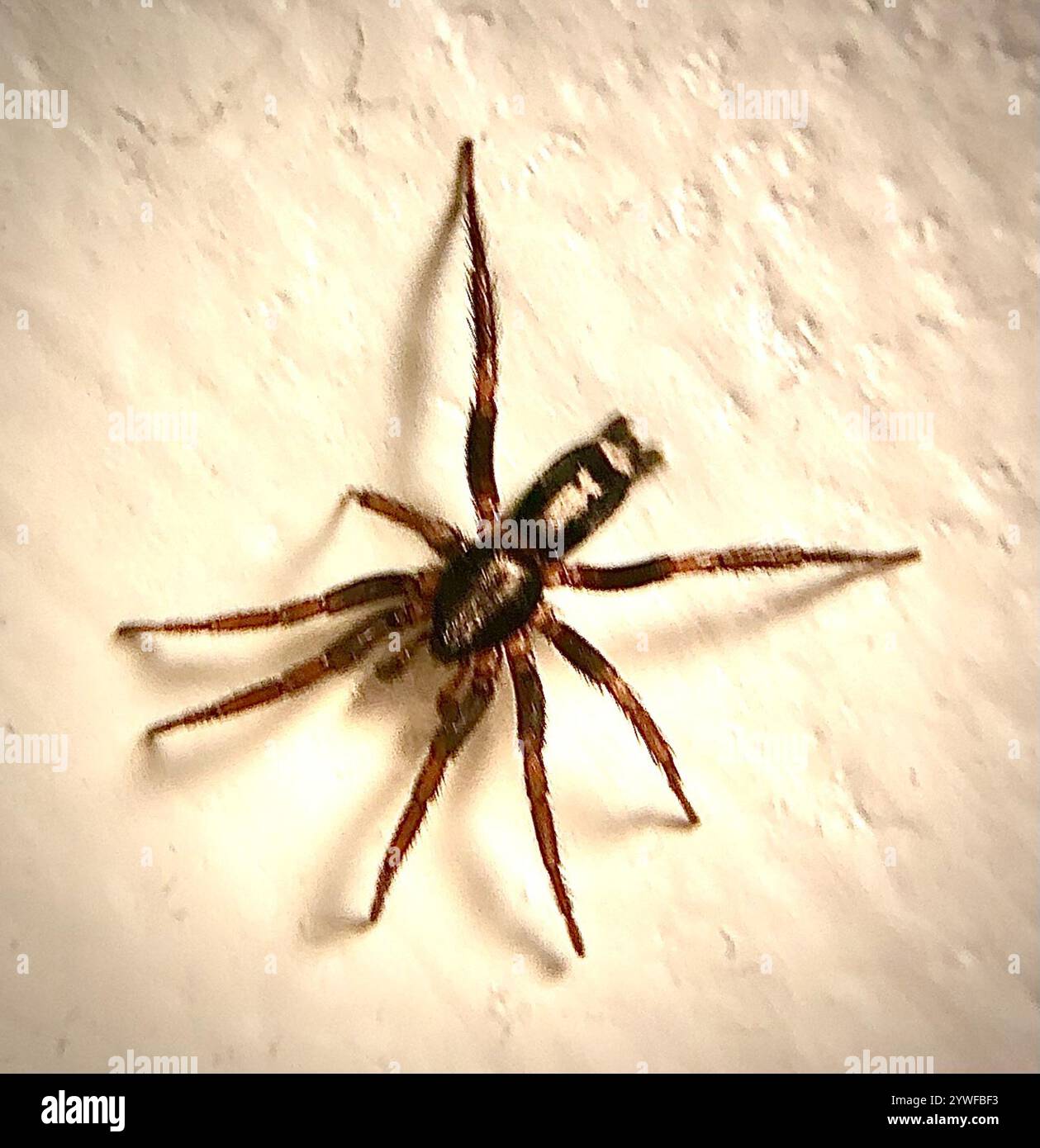 Eastern Parson Spider (Herpyllus ecclesiasticus Stock Photo - Alamy