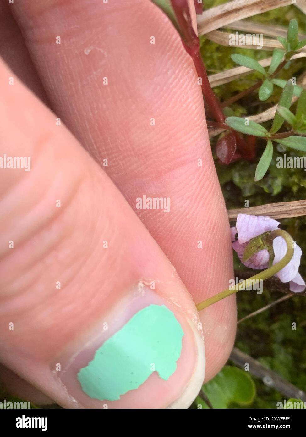 alpine marsh violet (Viola palustris Stock Photo - Alamy