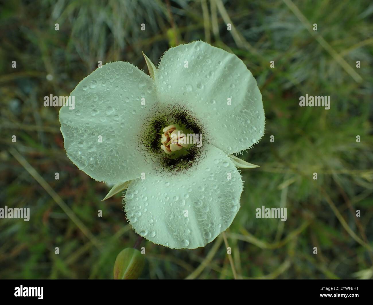 Howell's mariposa lily (Calochortus howellii Stock Photo - Alamy