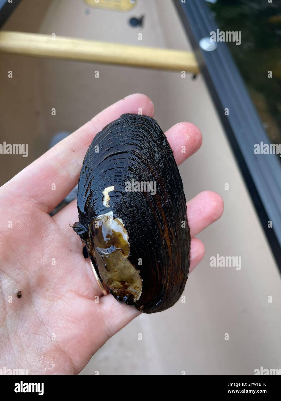 Eastern Elliptio (Elliptio complanata Stock Photo - Alamy