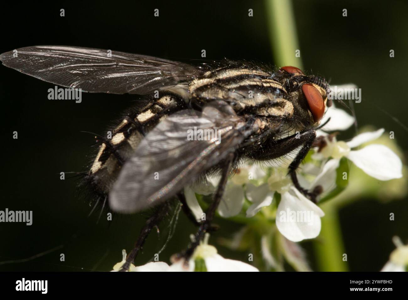 Common Flesh Flies (Sarcophaga Stock Photo - Alamy