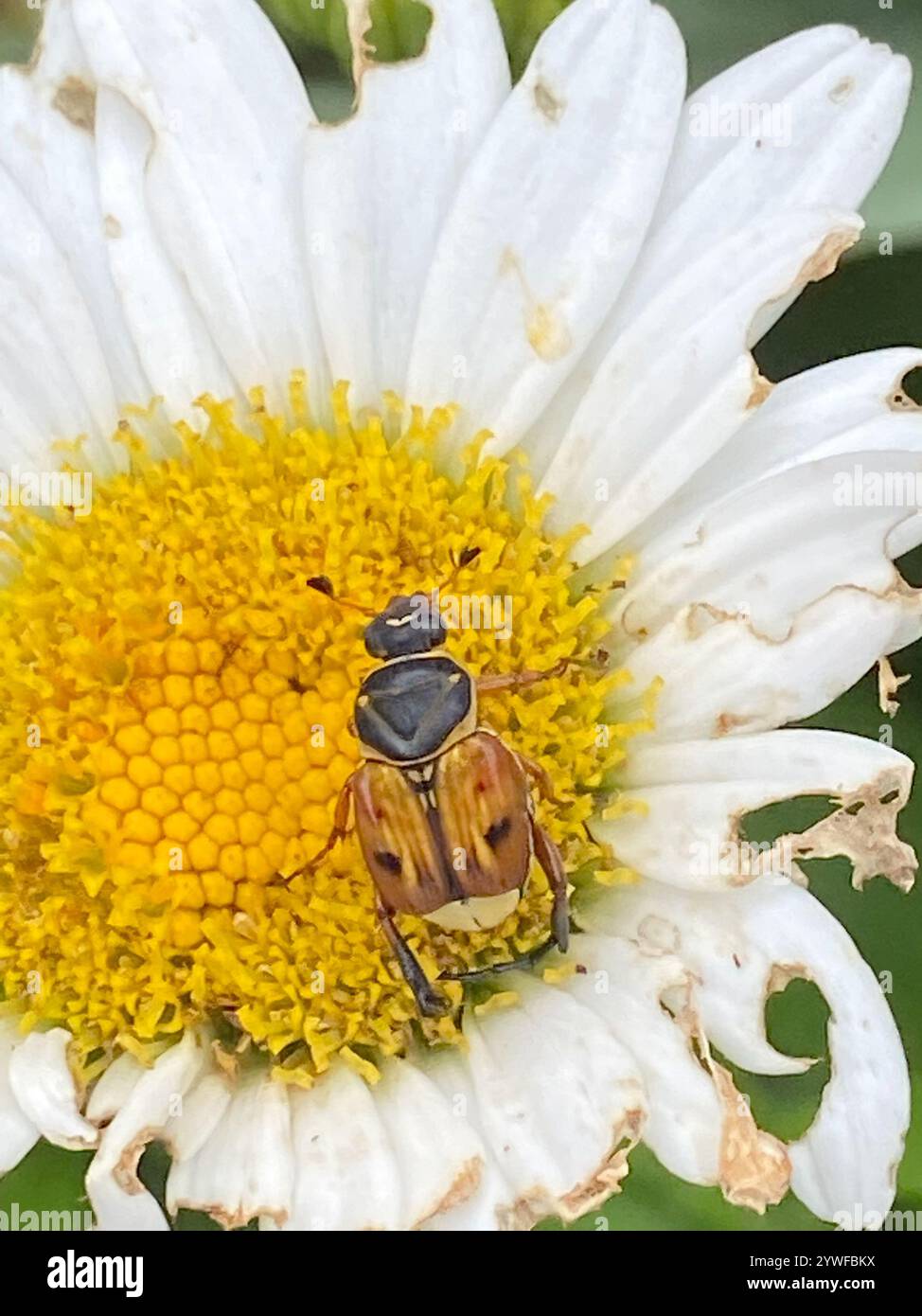 Delta Flower Scarab (Trigonopeltastes delta Stock Photo - Alamy