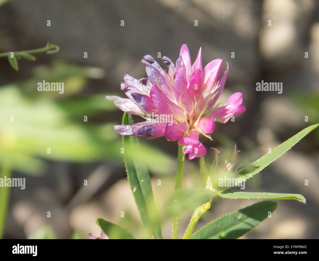 Trifolium lupinaster hi-res stock photography and images - Alamy