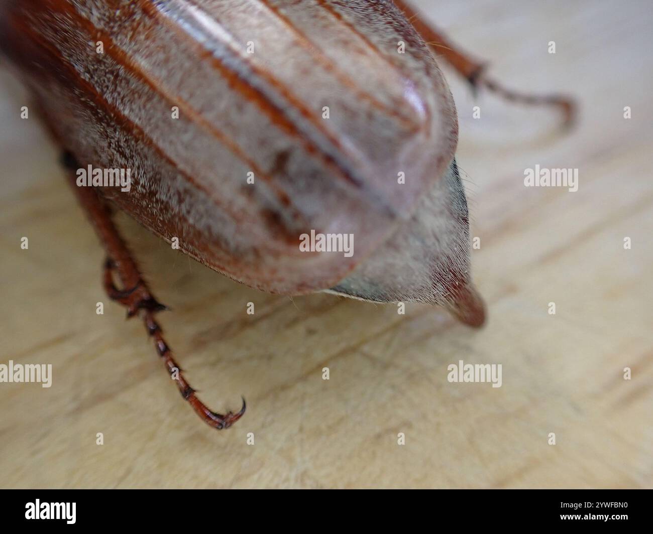 Common Cockchafer (Melolontha melolontha Stock Photo - Alamy