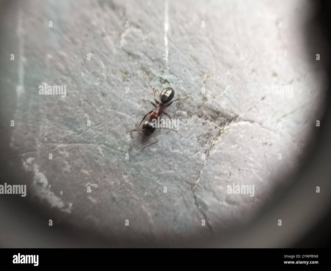 Nearctic Carpenter Ant (Camponotus nearcticus Stock Photo - Alamy