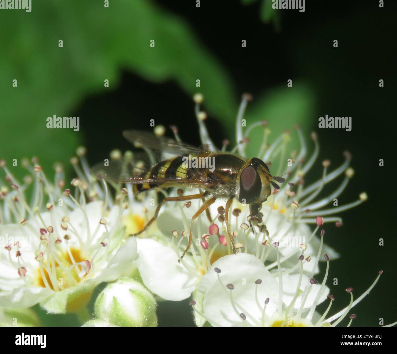 Western Aphideater (Eupeodes fumipennis Stock Photo - Alamy