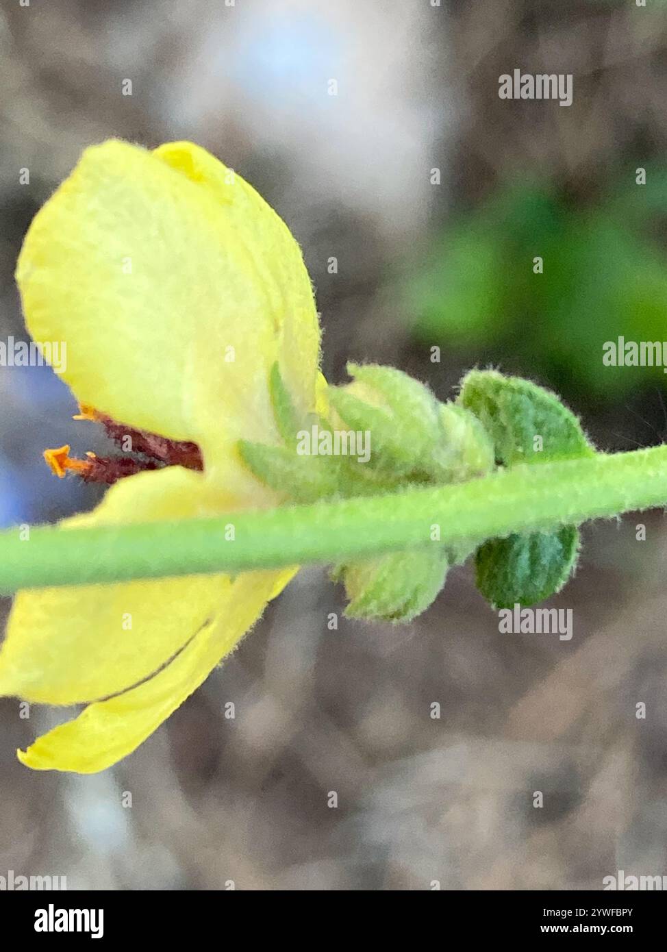 Mullein verbascum sinuatum hi-res stock photography and images - Alamy
