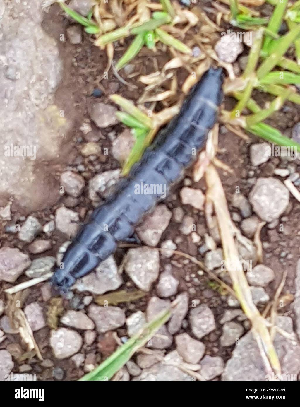 Worm and Slug Hunters (Carabus Stock Photo - Alamy