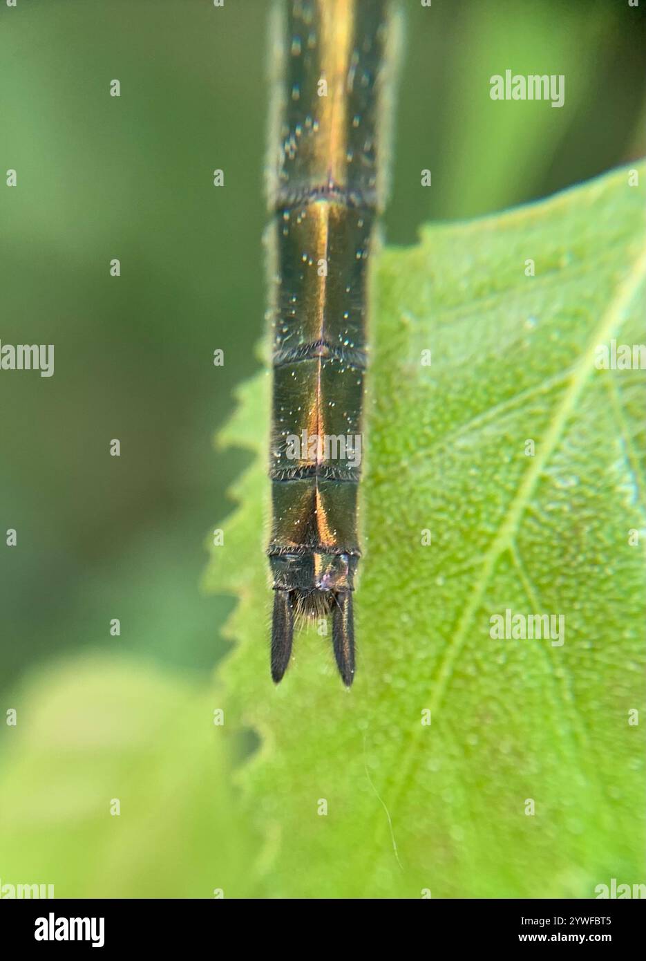 Downy Emerald (Cordulia aenea Stock Photo - Alamy
