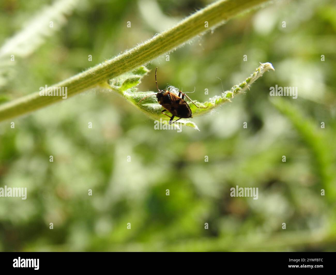 bright-spotted groundbug (Rhyparochromus vulgaris Stock Photo - Alamy
