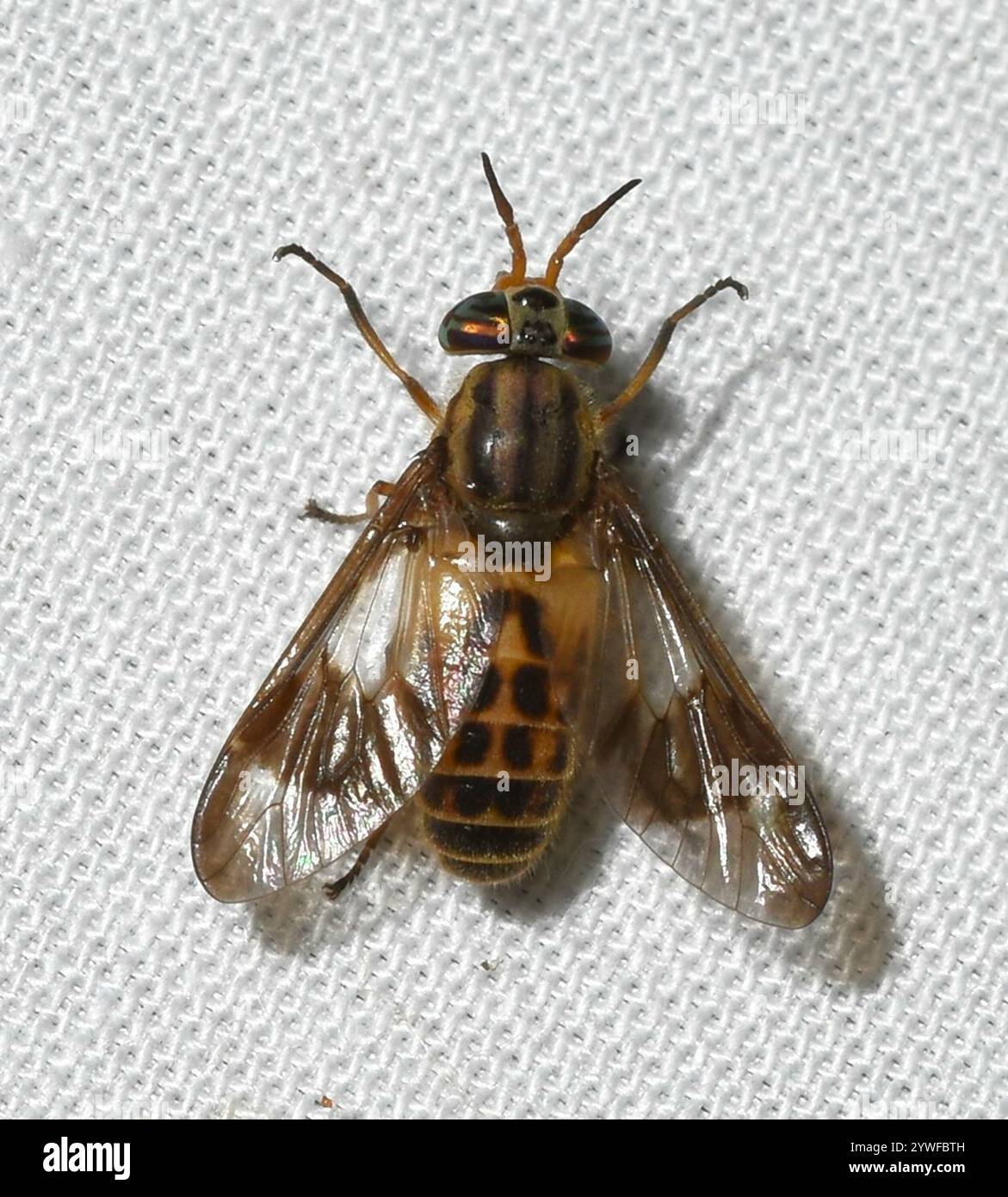 Mountain Deer Fly (Chrysops montanus Stock Photo - Alamy