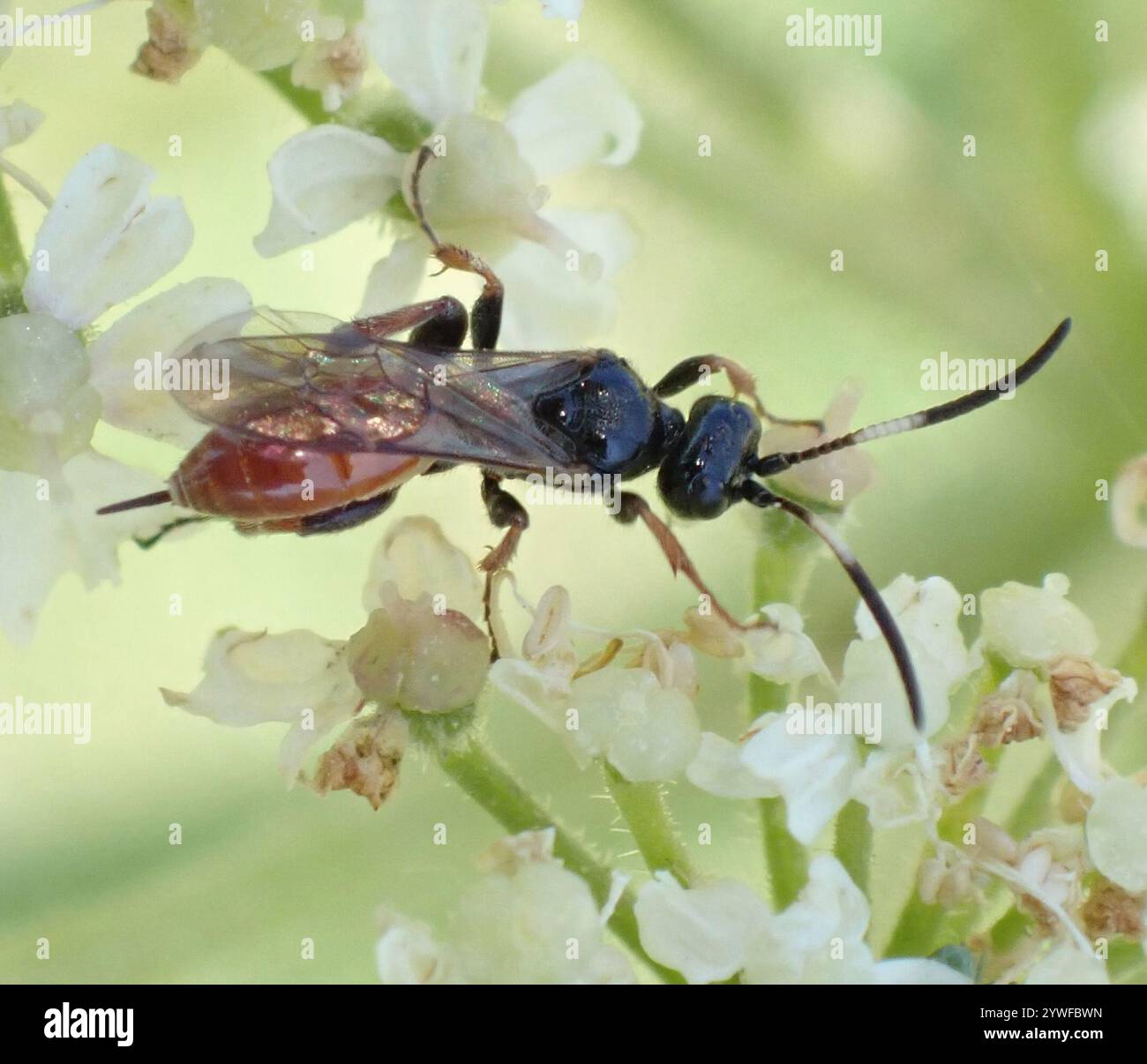 Ichneumonid Wasps (Ichneumonidae Stock Photo - Alamy