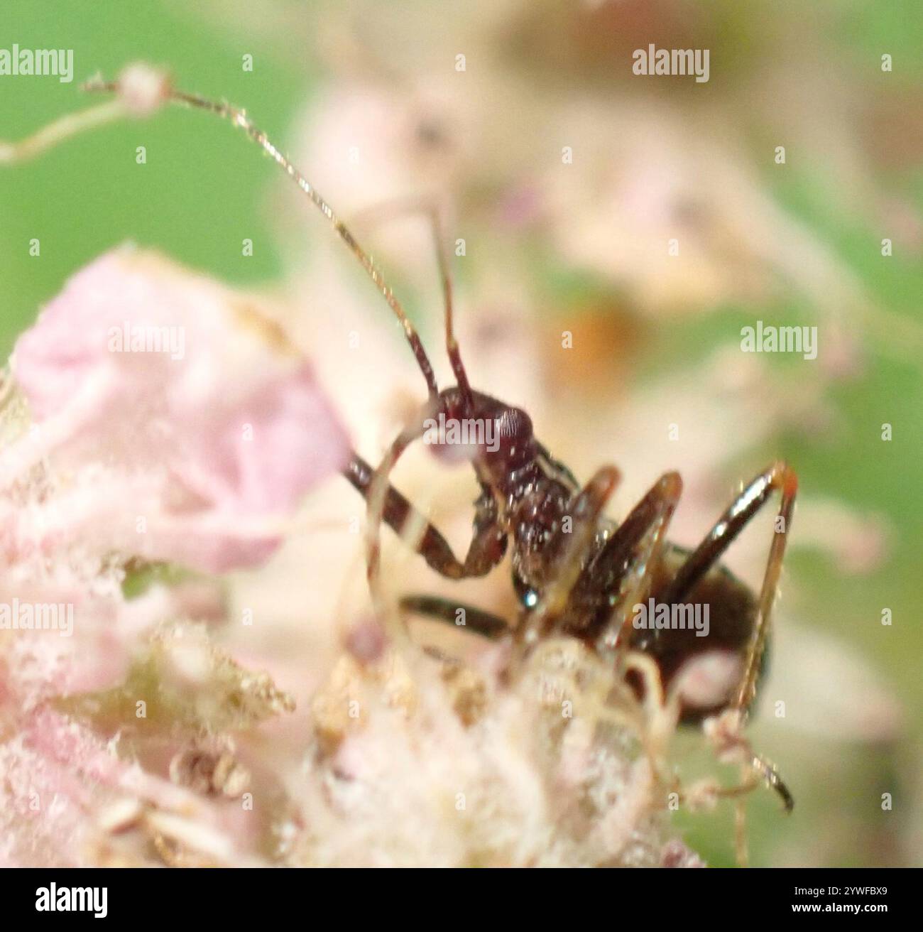 True Bugs, Hoppers, Aphids, and allies (Hemiptera Stock Photo - Alamy