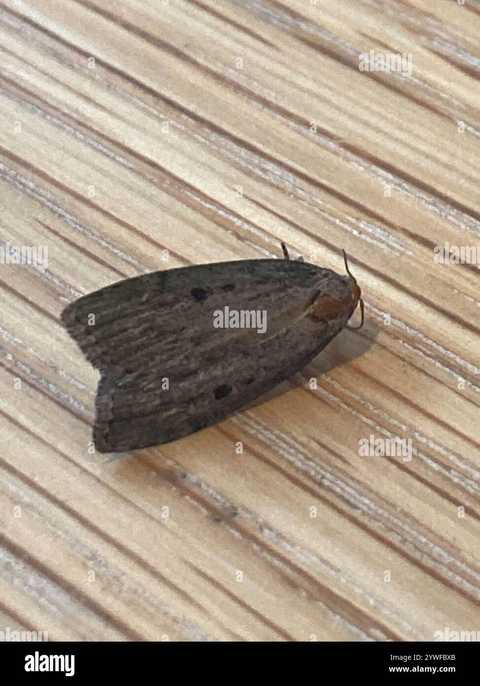 Bee Moth (Aphomia sociella Stock Photo - Alamy
