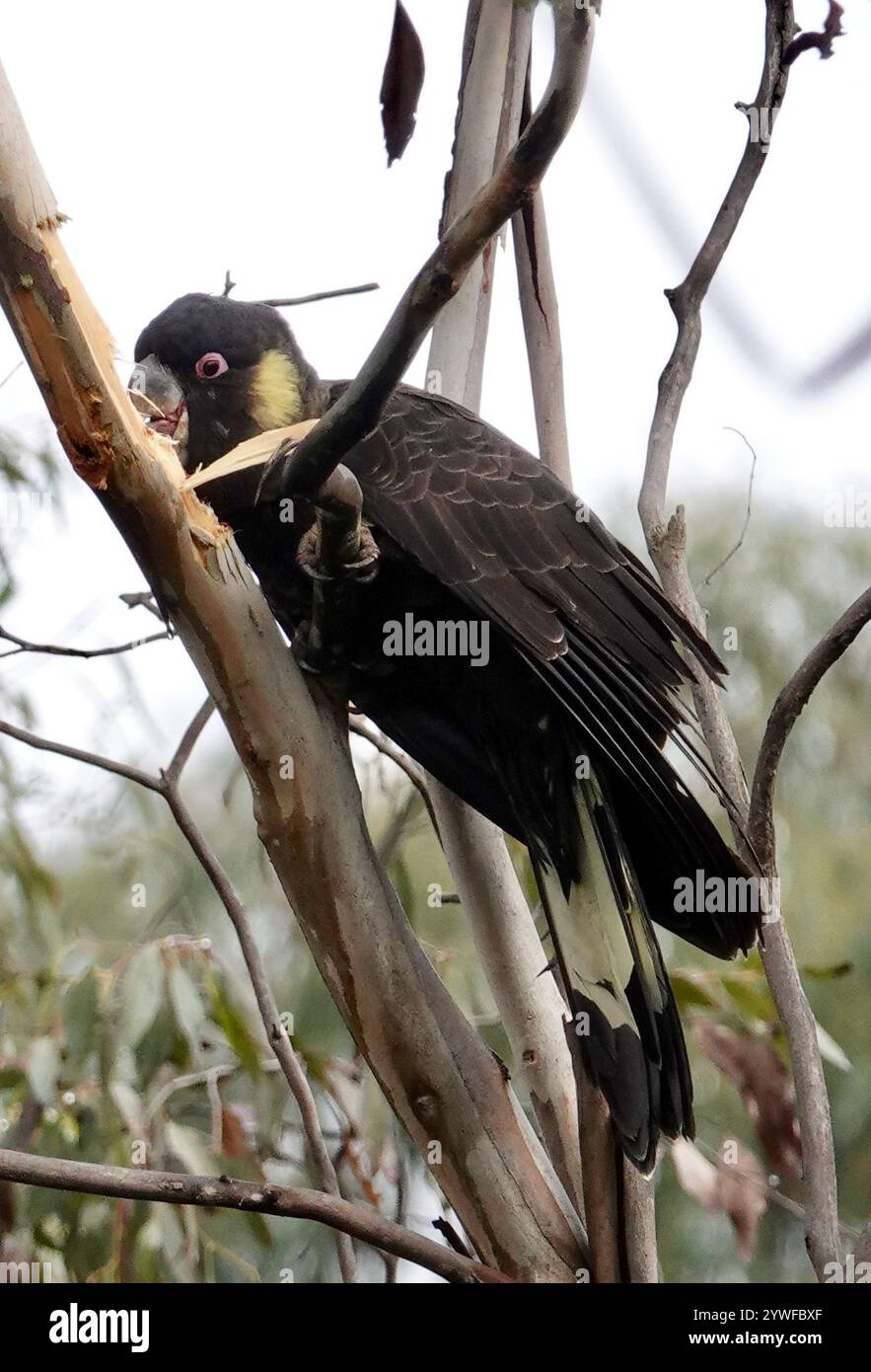 Yellow-tailed Black Cockatoo (Zanda funerea Stock Photo - Alamy