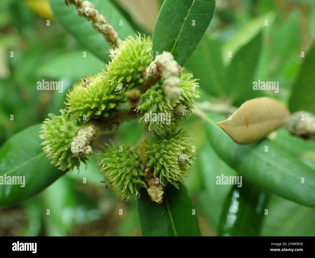 Tanoak (Notholithocarpus densiflorus Stock Photo - Alamy