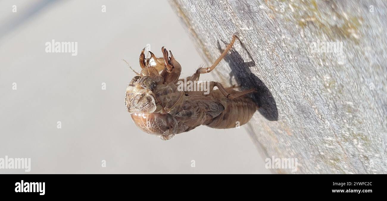 Ash Cicada (Cicada orni Stock Photo - Alamy