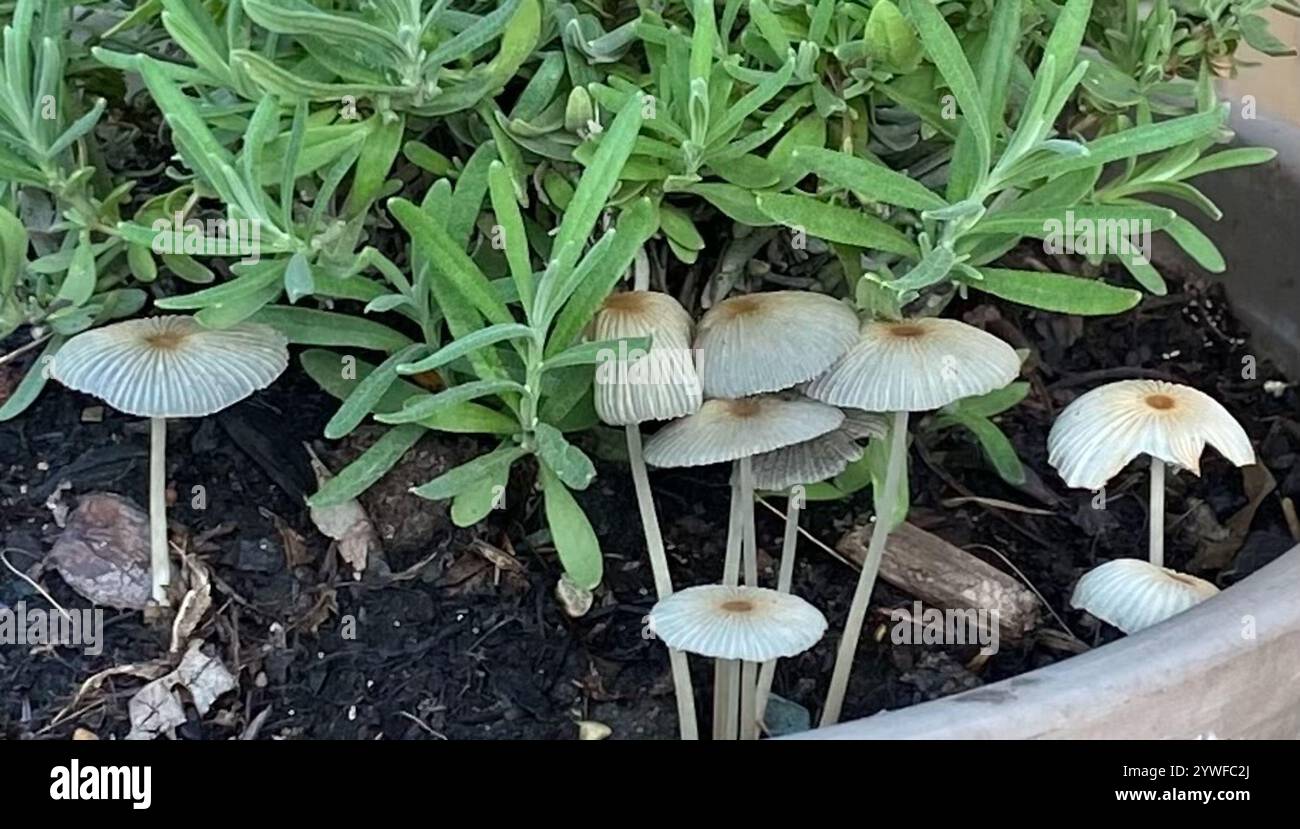 pleated inkcap (Parasola plicatilis Stock Photo - Alamy