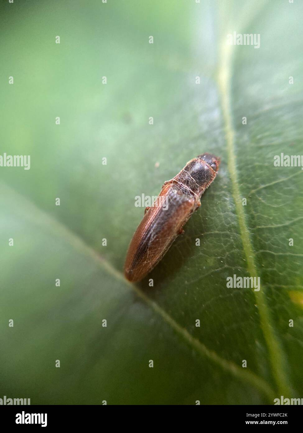 margined click beetle (Dalopius marginatus Stock Photo - Alamy