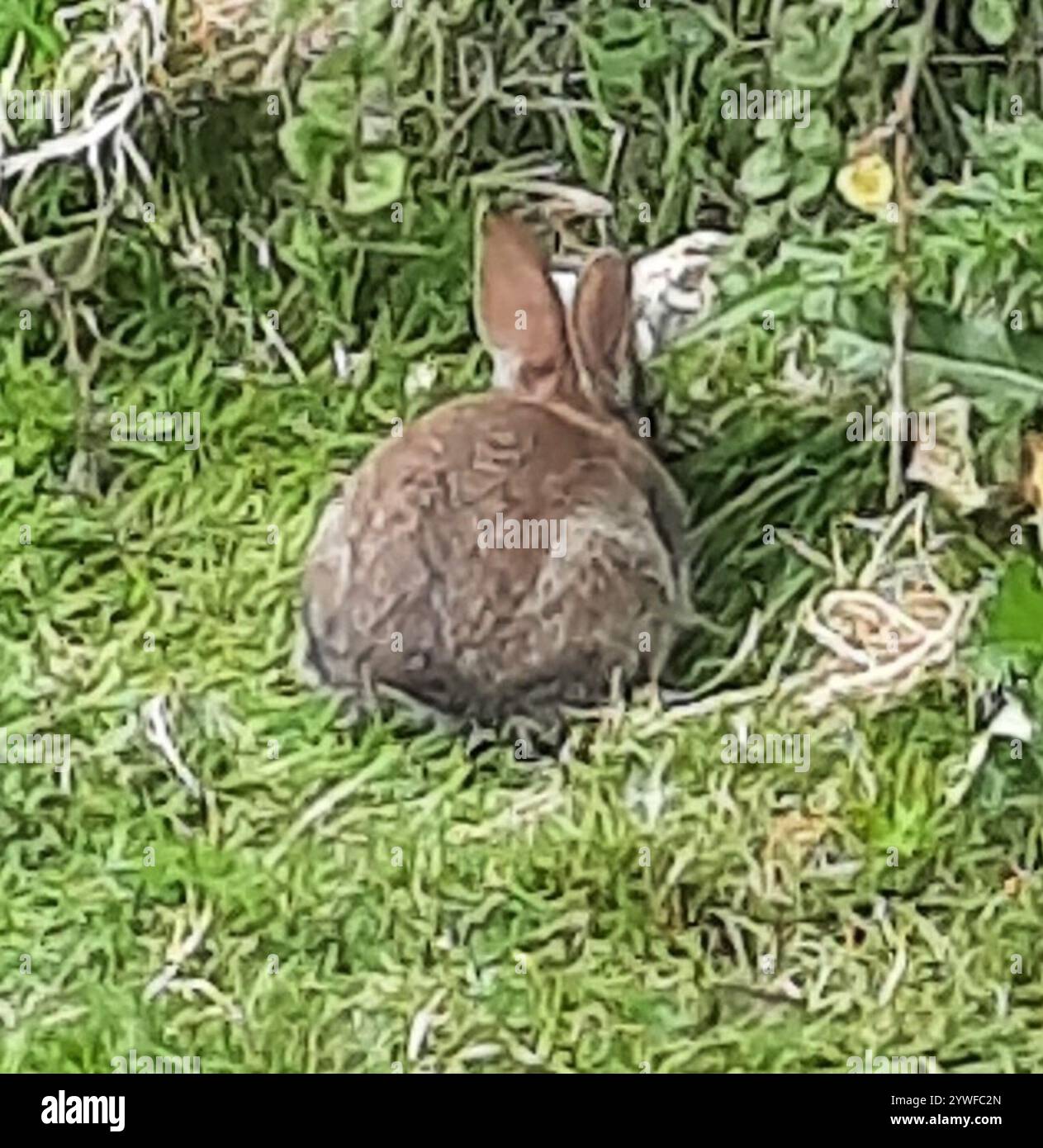 European Rabbit (Oryctolagus cuniculus Stock Photo - Alamy