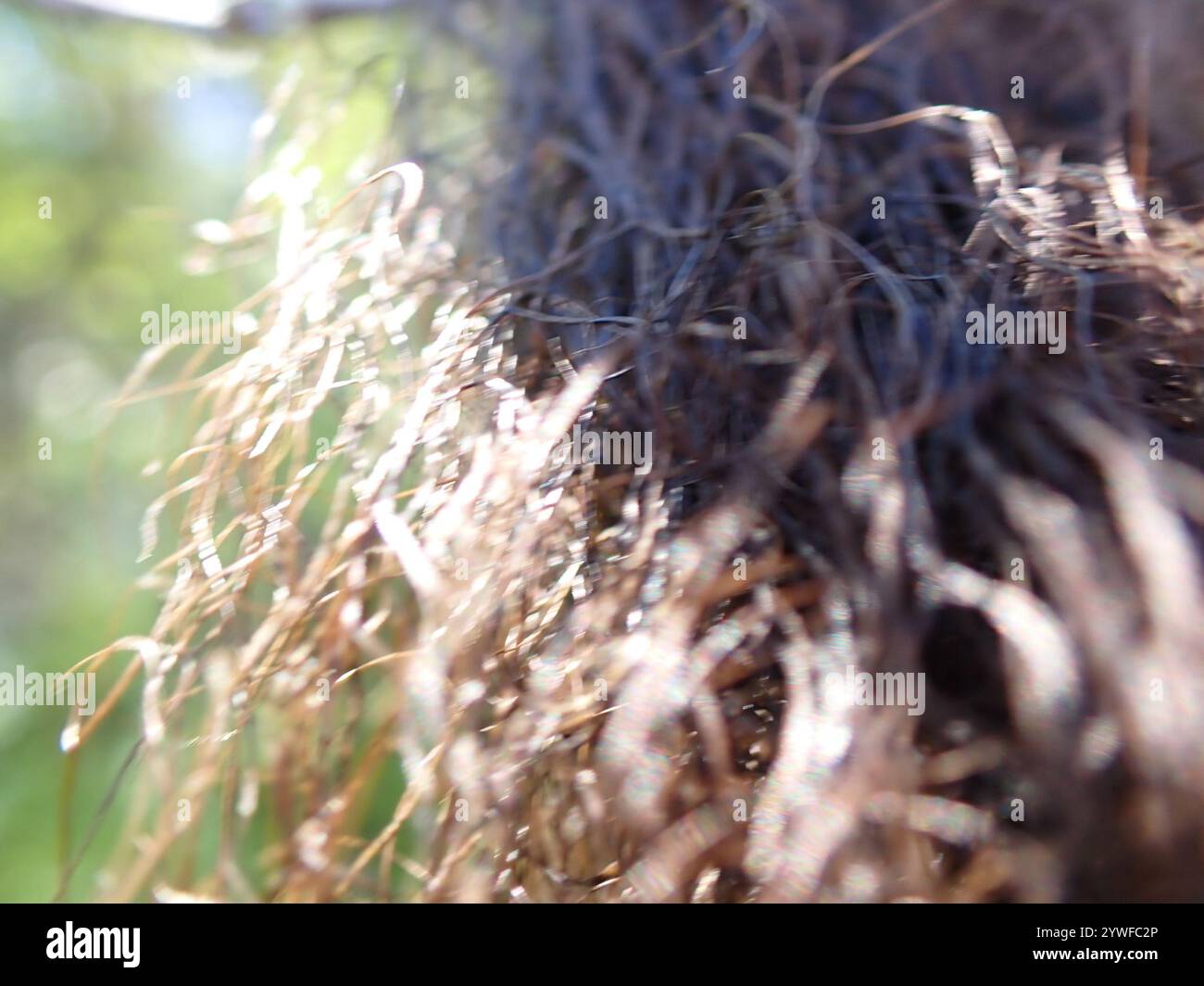 Bryoria hi-res stock photography and images - Alamy