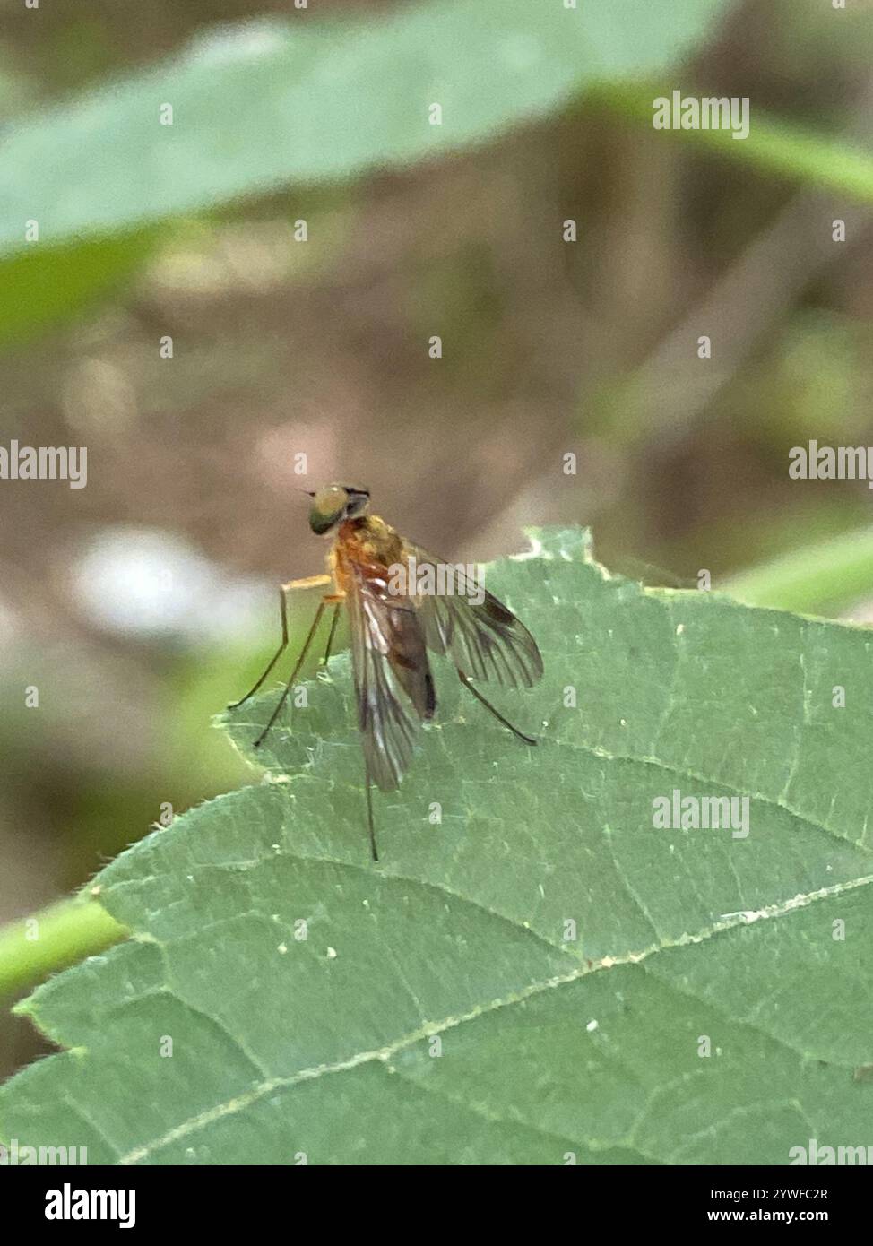 Snipe Flies (Rhagionidae Stock Photo - Alamy