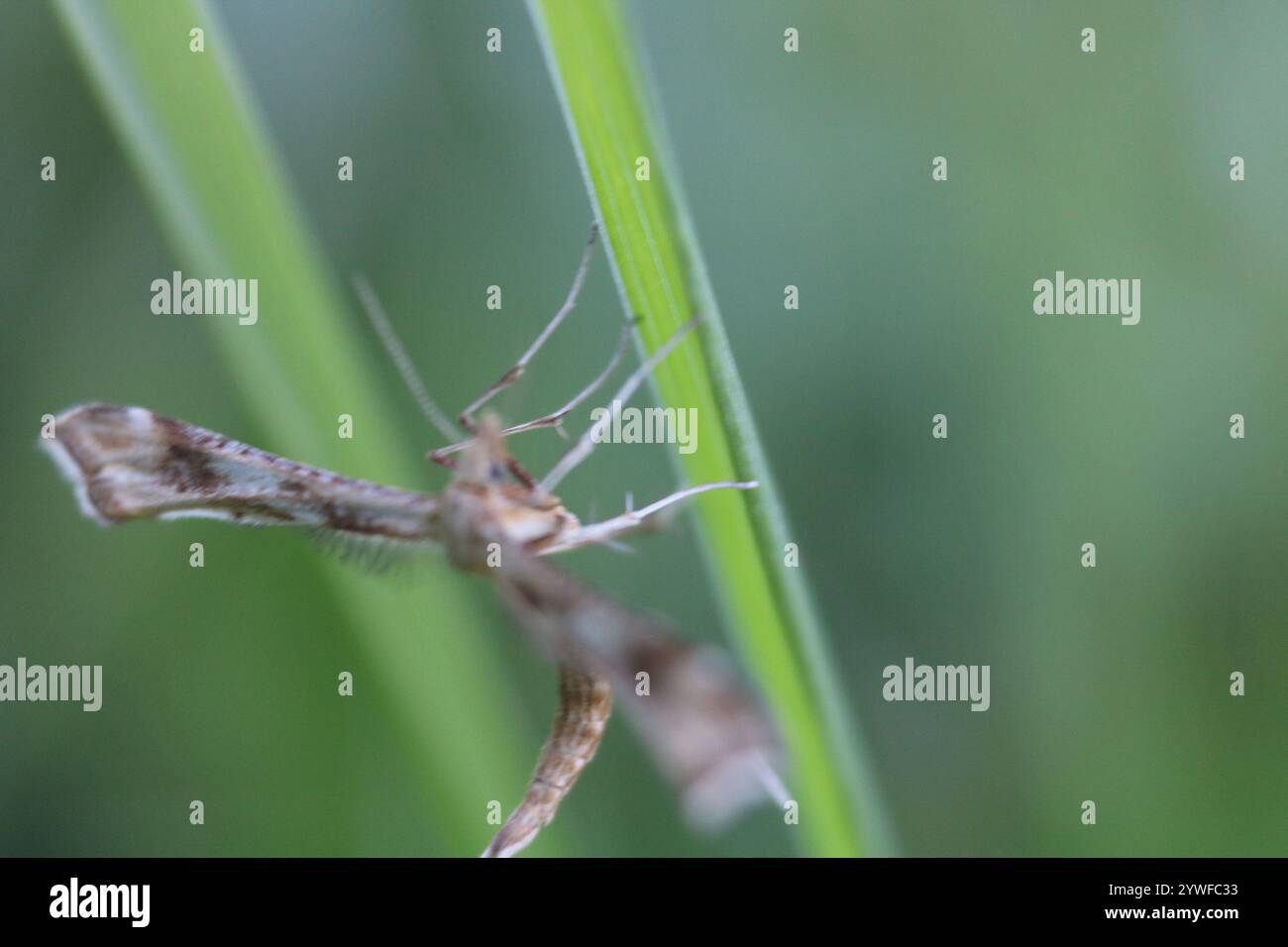 Yarrow Plume Moth (Gillmeria pallidactyla Stock Photo - Alamy