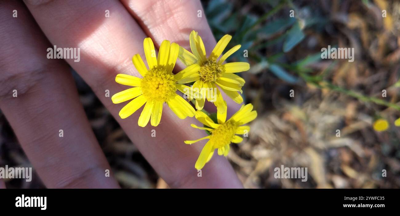 Madagascar Ragwort (Senecio madagascariensis Stock Photo - Alamy