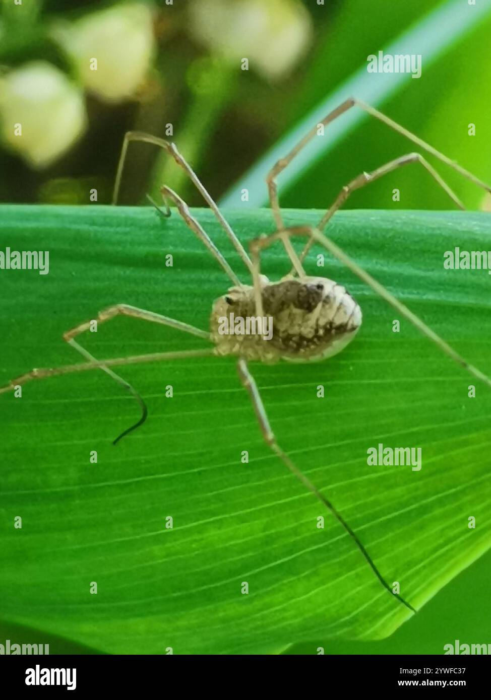 Spring Harvestman (Rilaena triangularis Stock Photo - Alamy