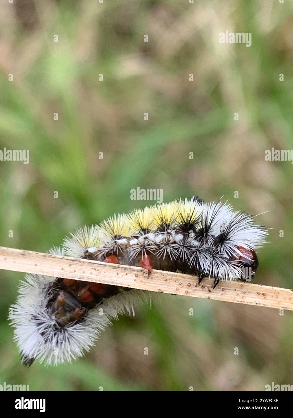 Virginia ctenucha moth virginica hi-res stock photography and images ...