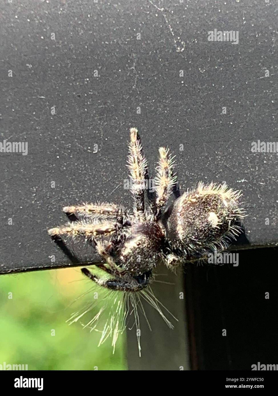 Bold Jumping Spider (Phidippus audax Stock Photo - Alamy